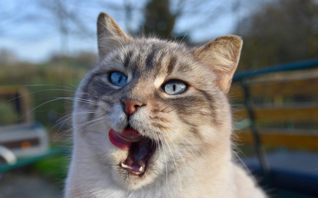 Does My Cat Have Feline Odontoclastic Resorptive Lesions Animal Does My Cat Have Feline Odontoclastic Resorptive Lesions Animal