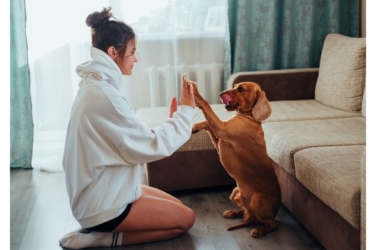 3 Invigorating Indoor Activities for Pets - Animal House Veterinary Center