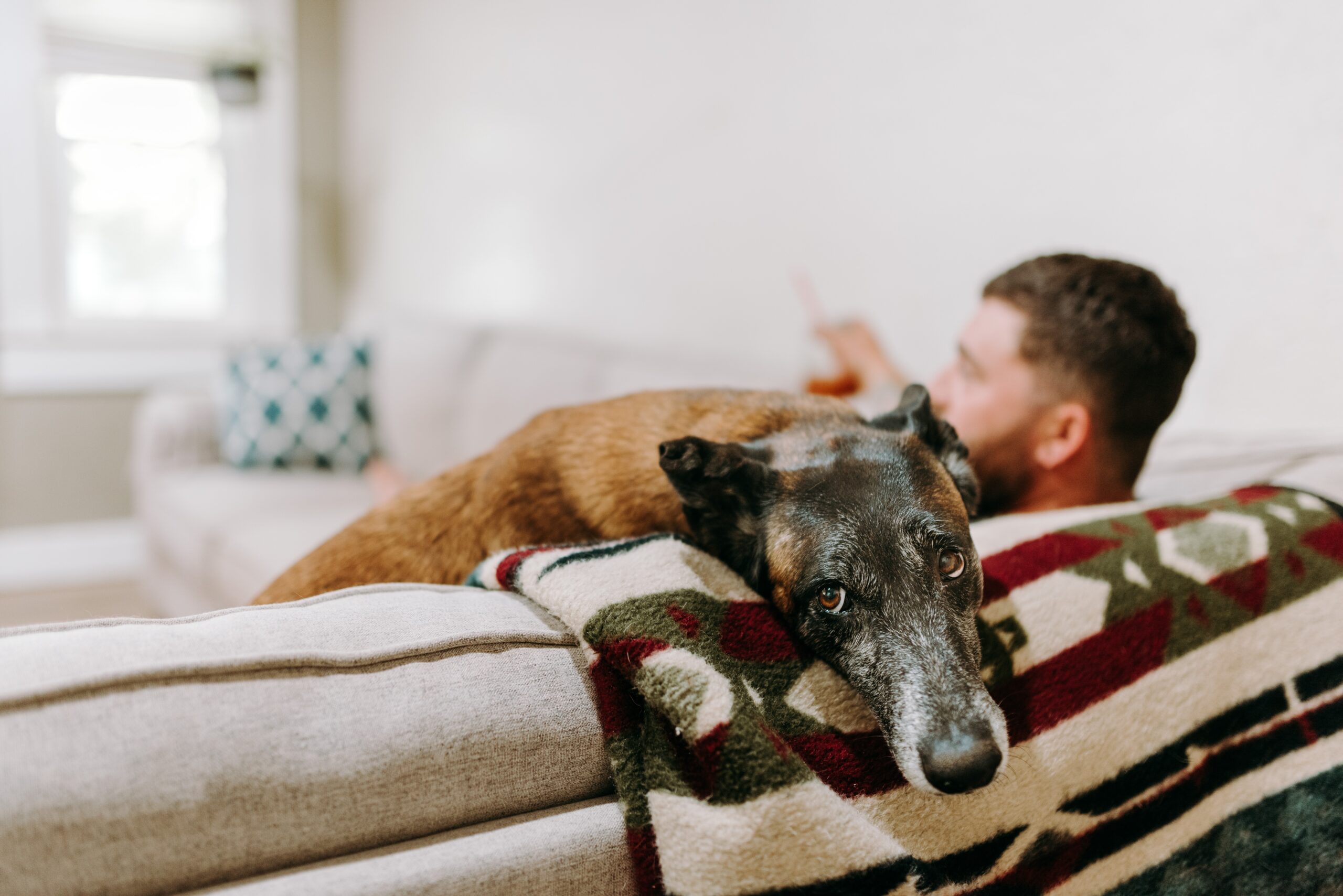 5 Household Hazards for Your Pet - Animal House Veterinary Center